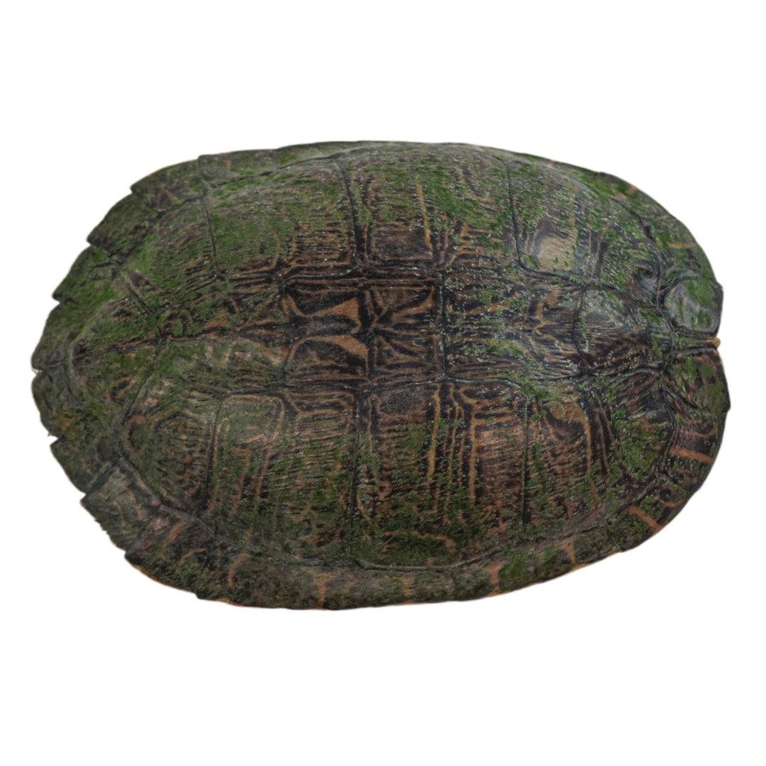 12" River Cooter Turtle Shell (1077-1112-G4125) Y3K - Etsy