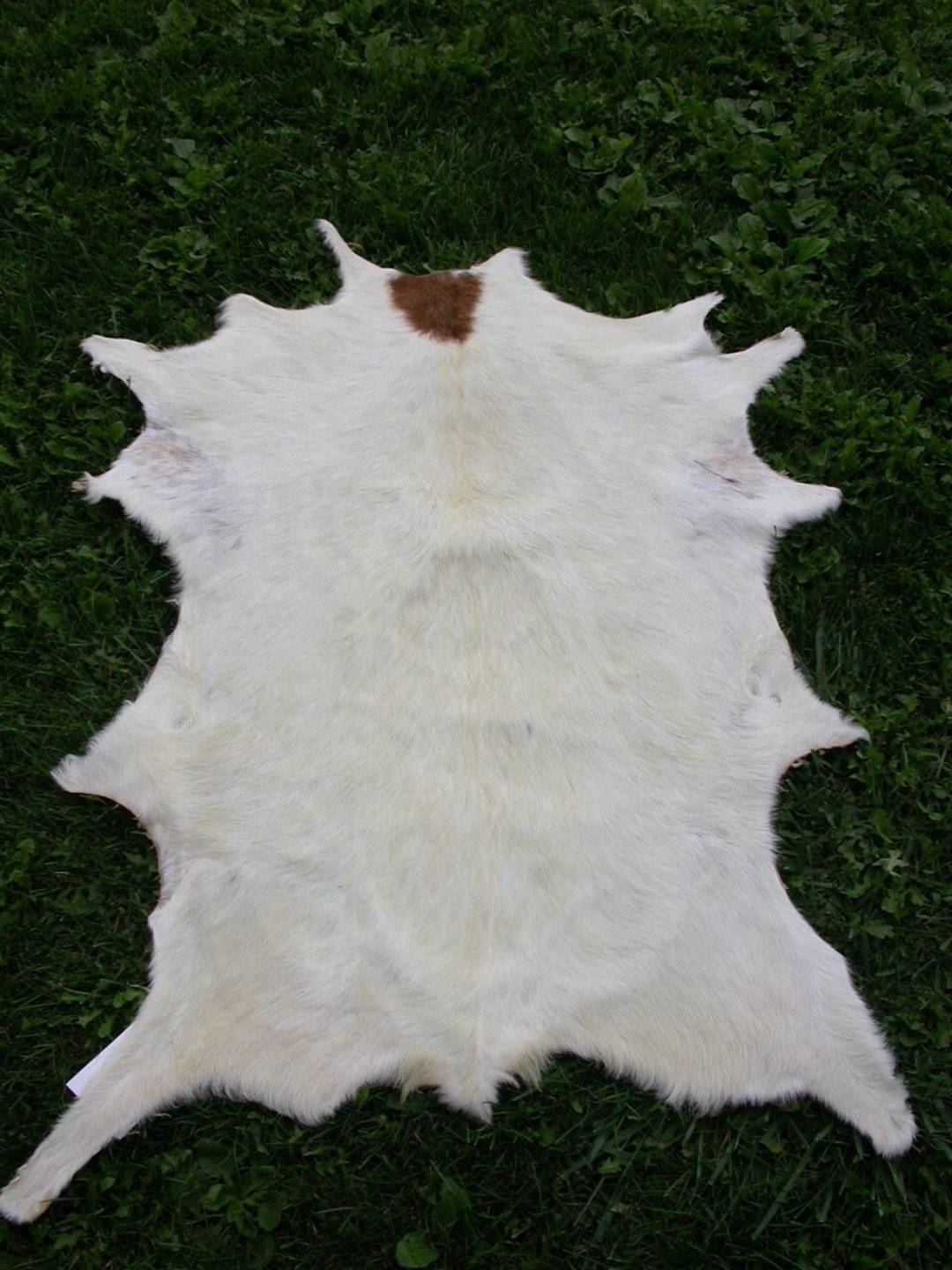 Boar Bok Skin Hide Pelt (107-G7) Y1H - Etsy