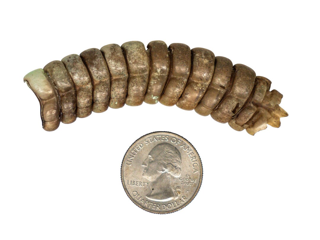 Extra Large Texas Rattlesnake Rattle (598-R1-XL) Y2J - Etsy