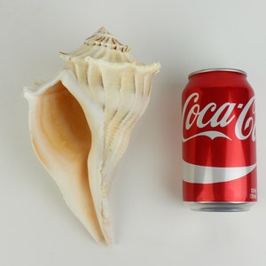 Mexican Left Hand Lightning Whelk Shell: 7-8 - Etsy