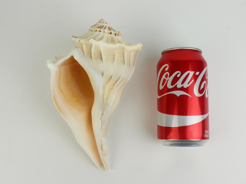 Mexican Left Hand Lightning Whelk Shell: 7-8 1361-0708 | Etsy