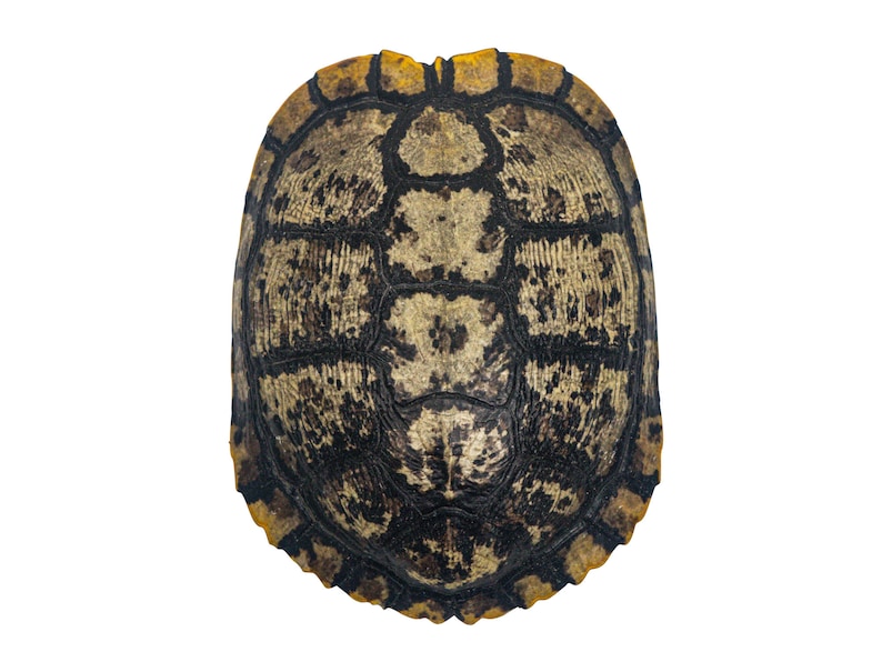 6 to 7 Red Ear Turtle Shell Block Pattern - Etsy