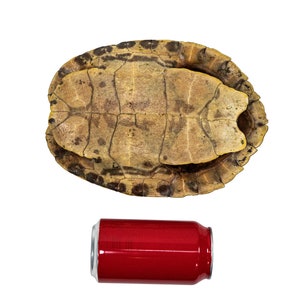 9" to 10" River Cooter Turtle Shell (1077-0910) Y3K - Etsy