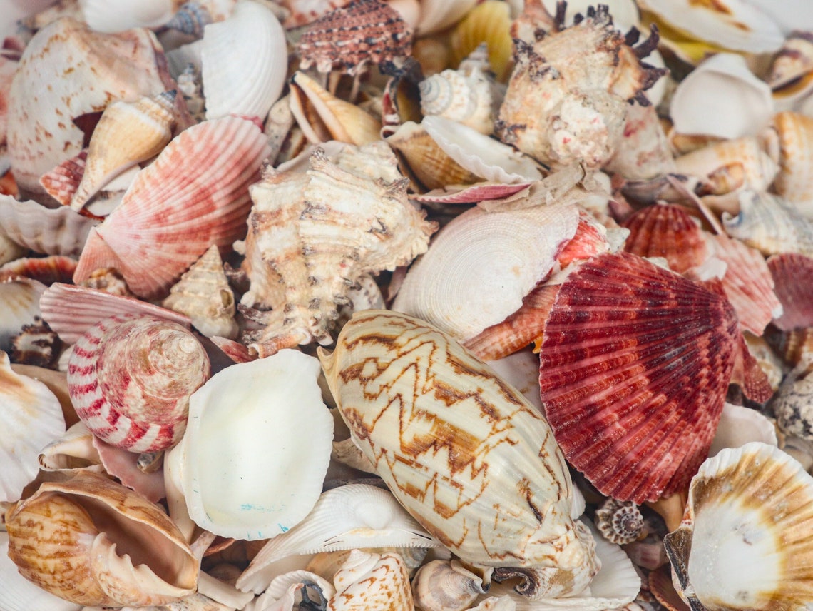 Philippine Mix Shells 1.252.50: 1-gallon - Etsy