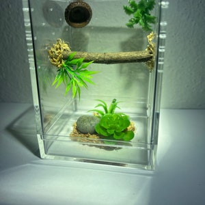 Zen Garden With Perch Jumping Spider Enclosure, Sling Jumping Spider ...