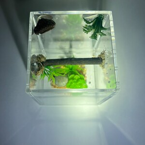 Zen Garden With Perch Jumping Spider Enclosure, Sling Jumping Spider ...