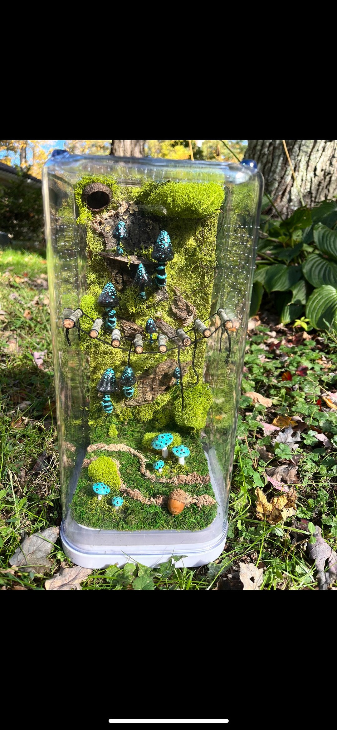 6.5x13 EXTRA LARGE LUXURY Adult Jumping Spider Enclosure - Etsy