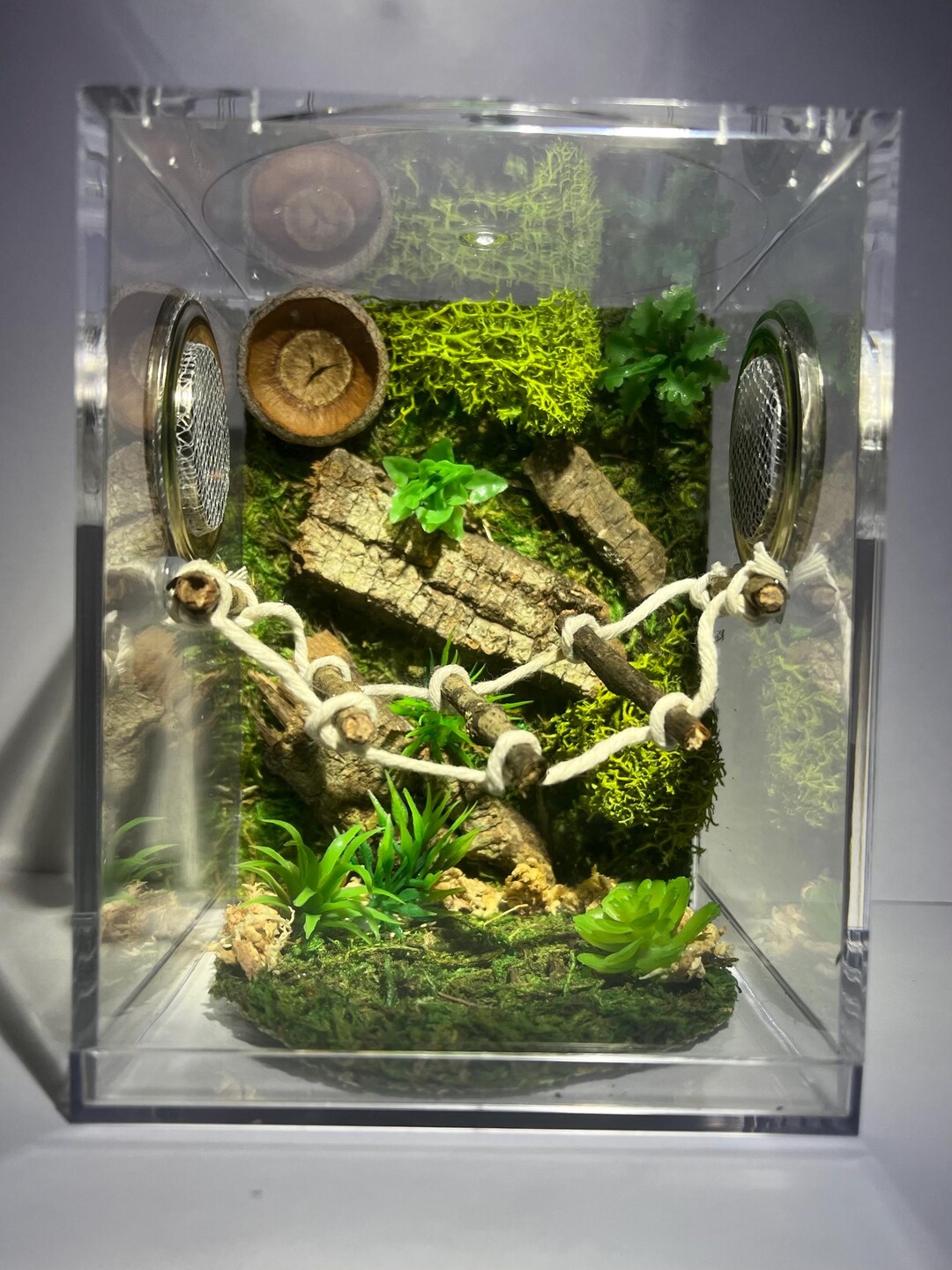 Suspension Bridge Oasis Medium Jumping Spider Enclosure, Acorn Hide ...