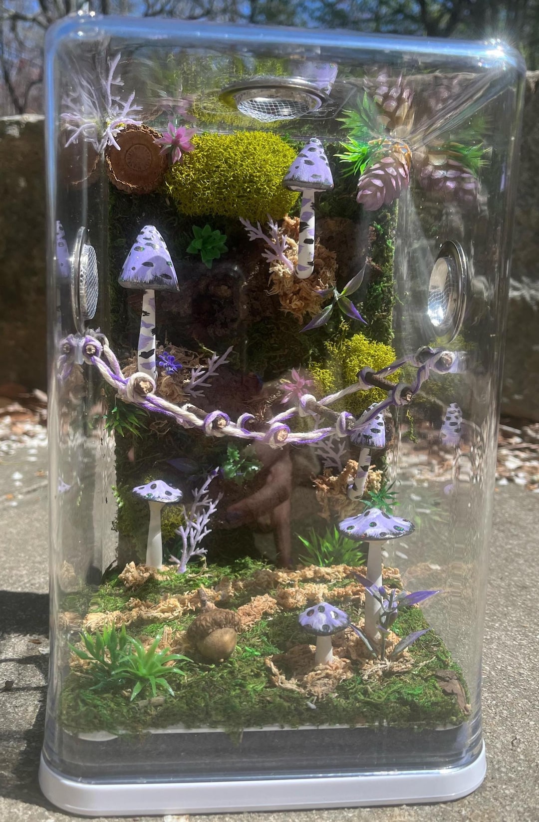 Large 6x6x9.5” Luxury Adult Jumping Spider Enclosure, Decorated Jumper ...