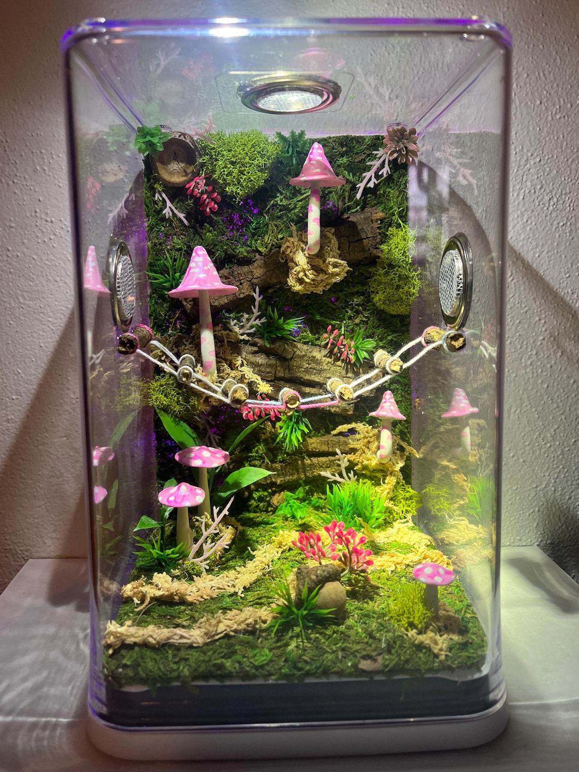 Large 6x6x9.5” Luxury Adult Jumping Spider Enclosure, Decorated Jumper ...