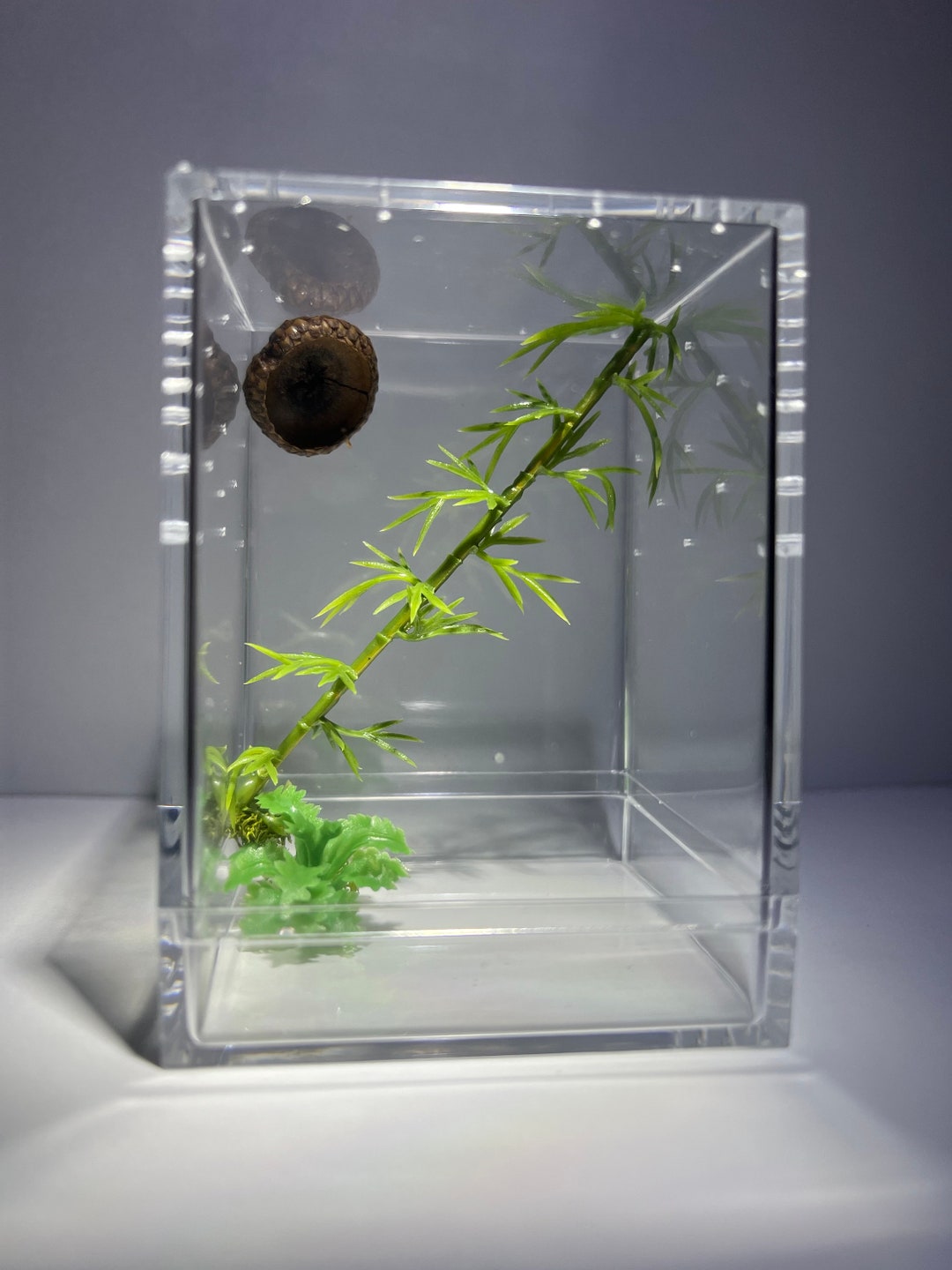 Bamboo Jumping Spider Enclosure, Sling Jumping Spider Container Home ...