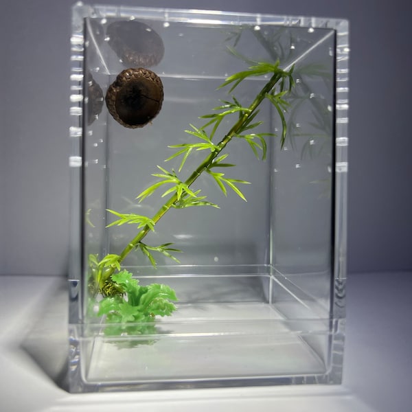 Jumping Spider Enclosure - Etsy