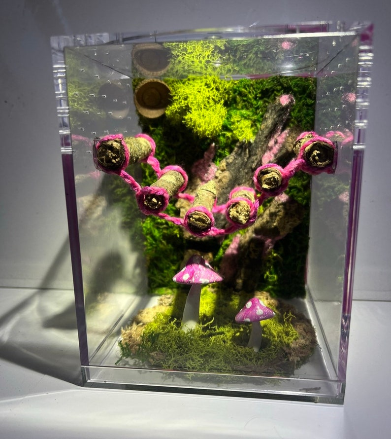 BACKLIT Jumping Spider Enclosure, Magical Forest, You Choose Color ...