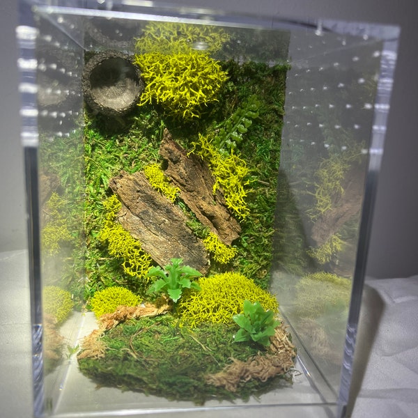 Jumping Spider Enclosure - Etsy