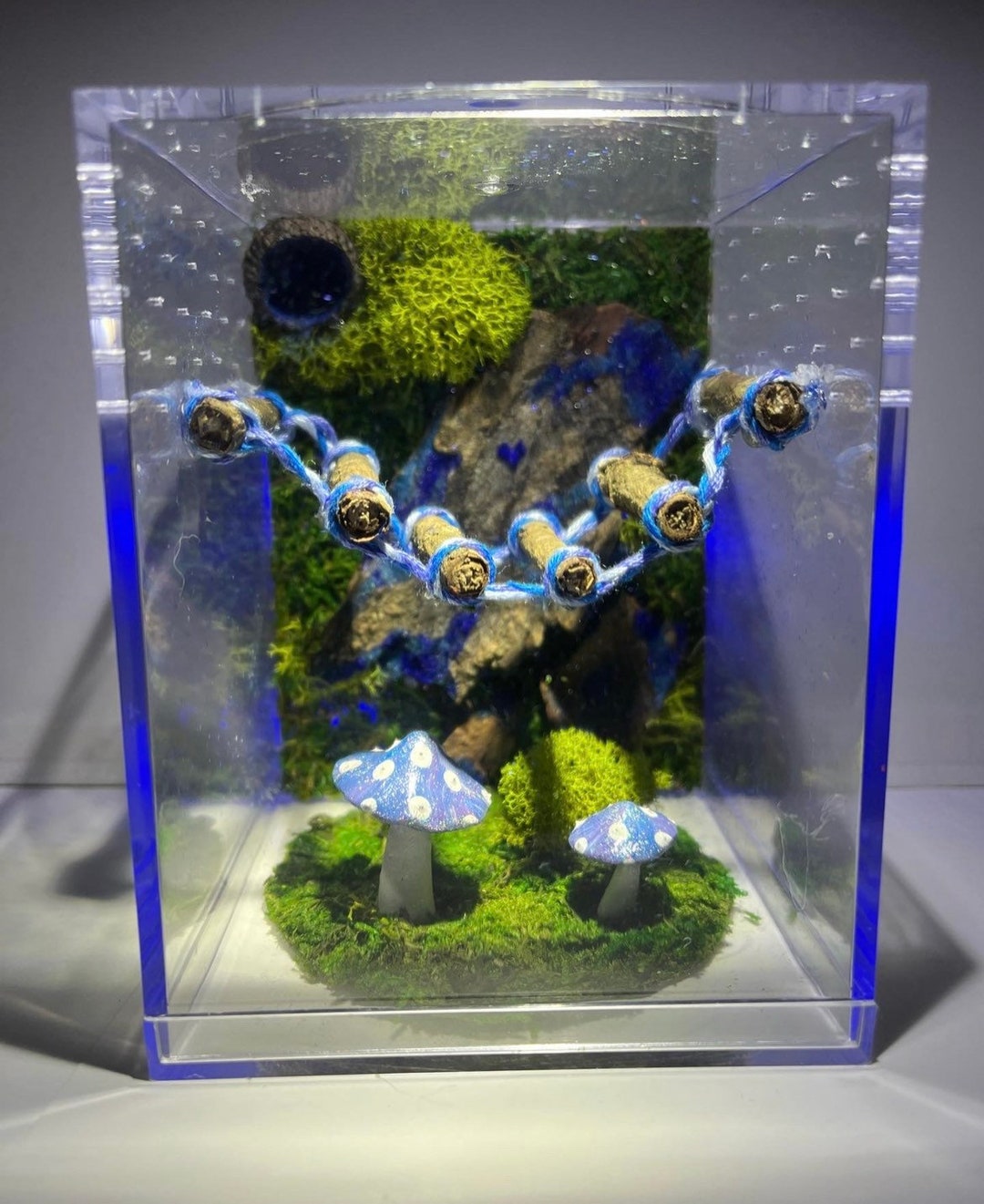 BACKLIT Magical Forest Jumping Spider Enclosure, You Choose Color ...