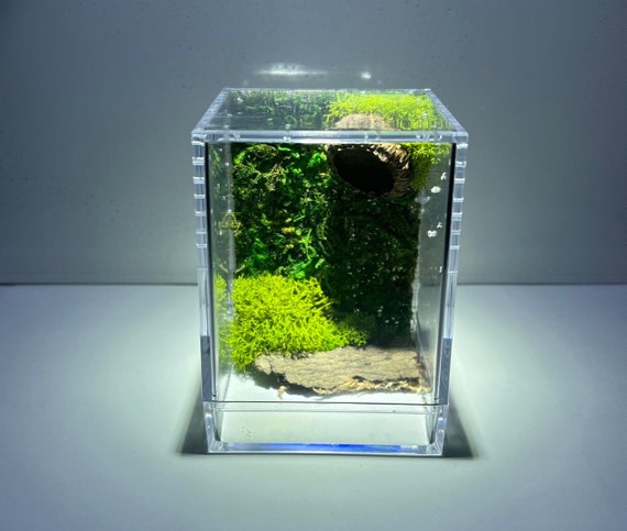 Acorn Jumping Spider Enclosure Sling Jumping Spider Container - Etsy