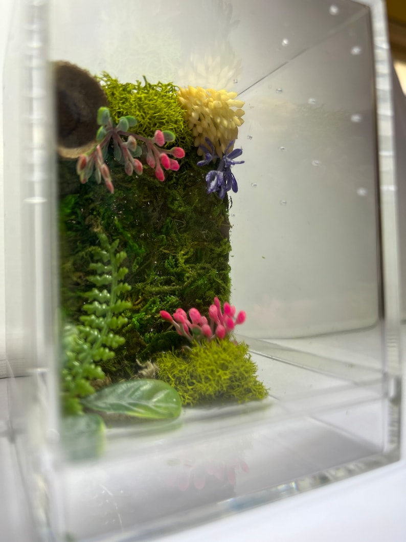 Jumping Spider Enclosure, Spring Floral Small, Sling Jumper Container ...