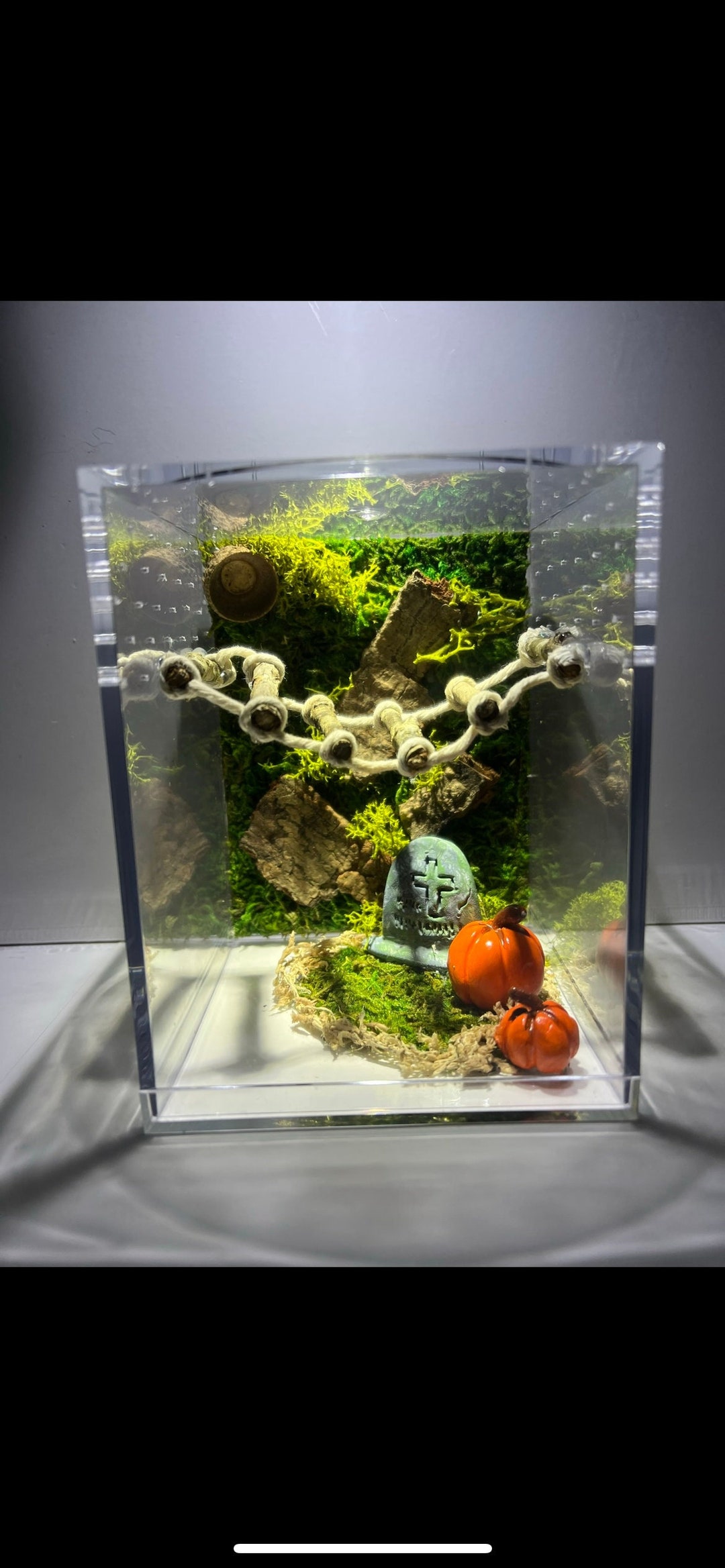 Halloween Jumping Spider Enclosure, Fall Jumper Container Home ...