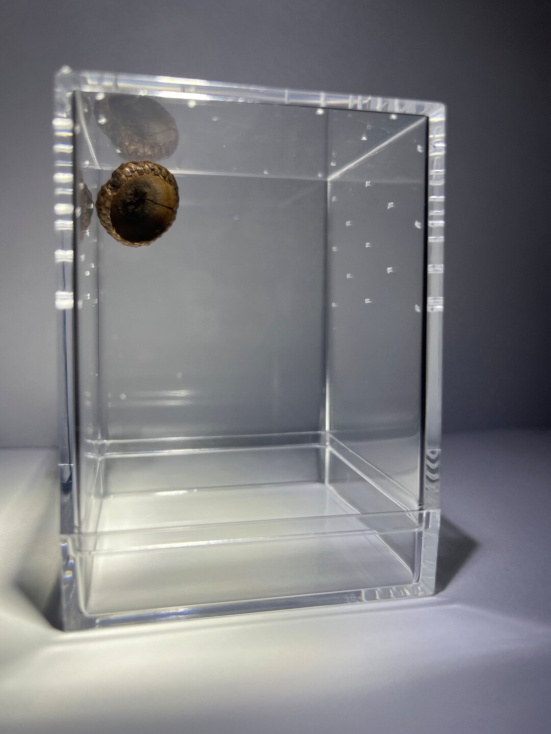 Acorn Hide Jumping Spider Enclosure, Sling Jumping Spider Container ...