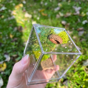 Acorn Jumping Spider Enclosure, Sling Jumping Spider Container Home ...