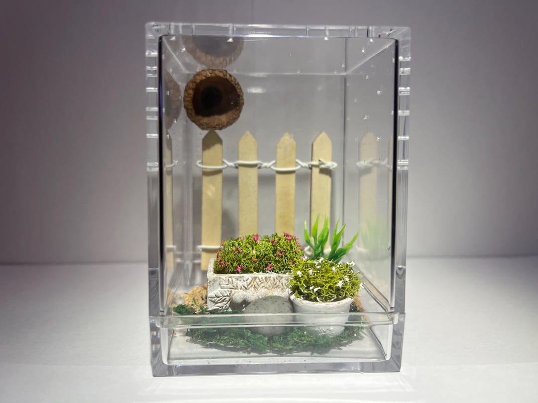 Garden Jumping Spider Enclosure, Sling Jumping Spider Container Home ...