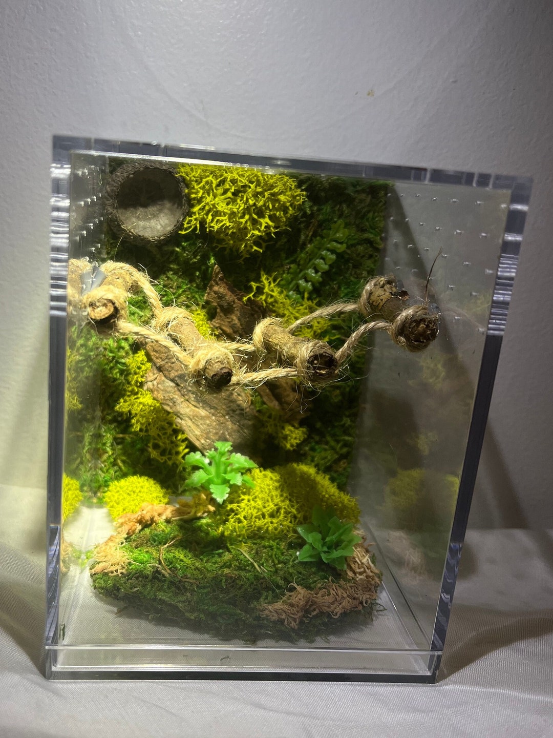 Suspension Bridge Oasis Medium Jumping Spider Enclosure, Acorn Hide ...