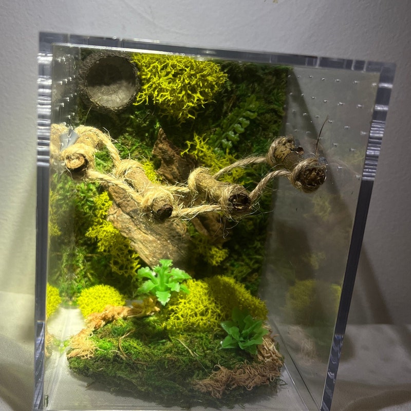 Jumping Spider Enclosure - Etsy