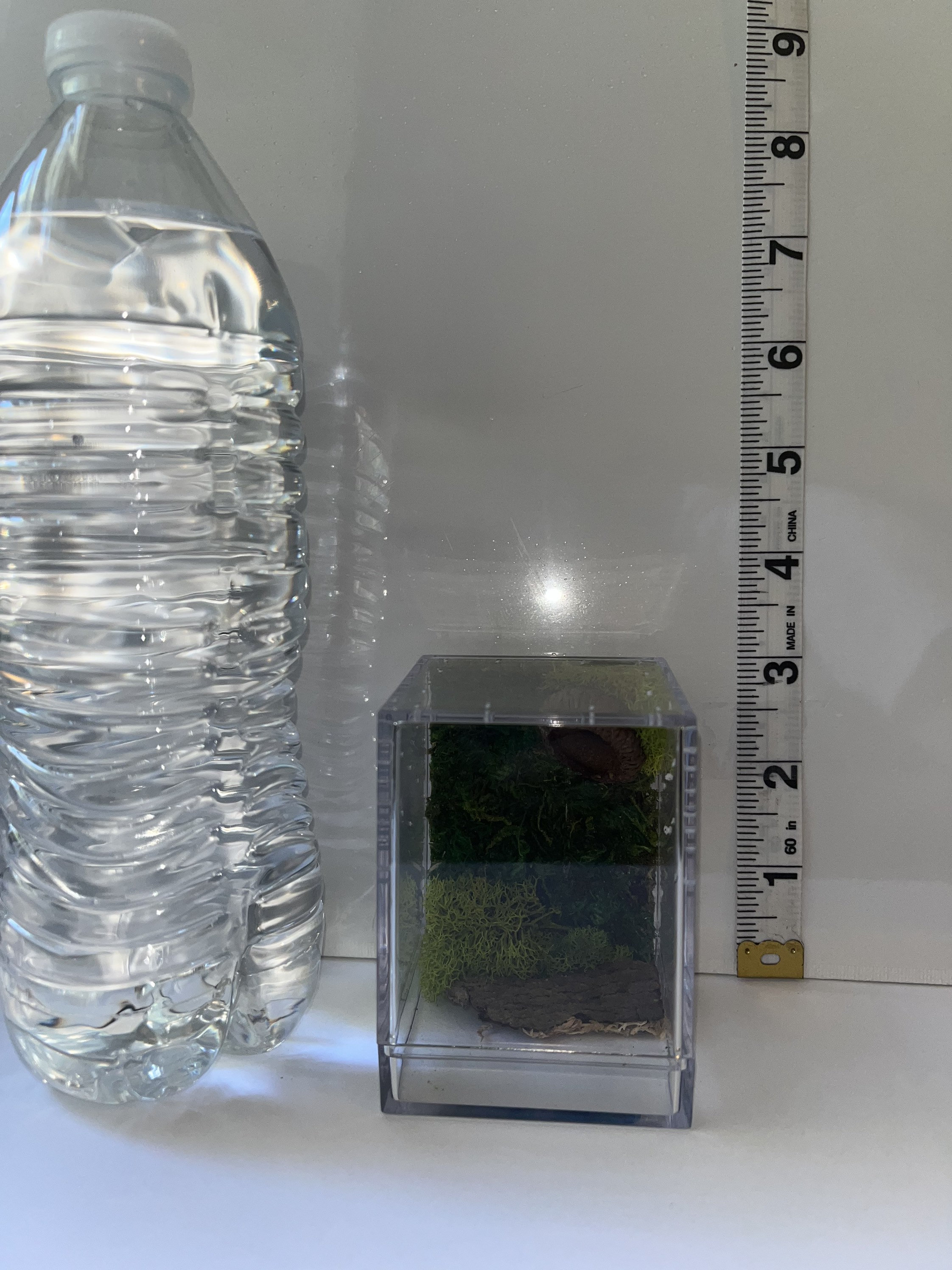 Acorn Jumping Spider Enclosure, Sling Jumping Spider Container Home ...