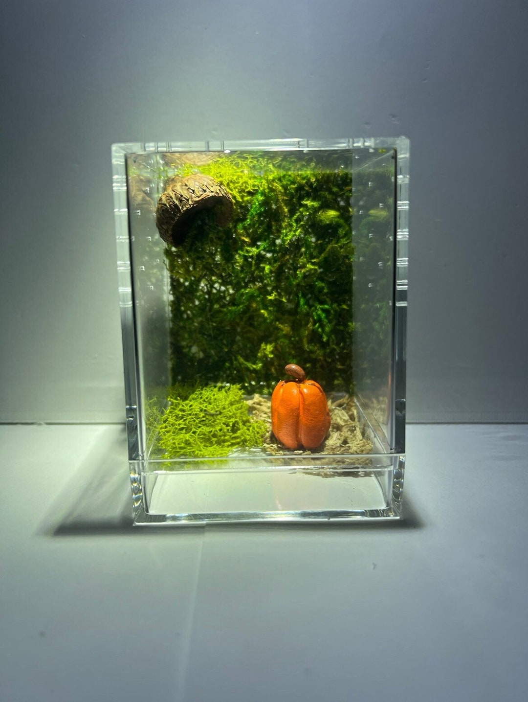Halloween Pumpkin Jumping Spider Enclosure, Fall Sling Jumper Container ...