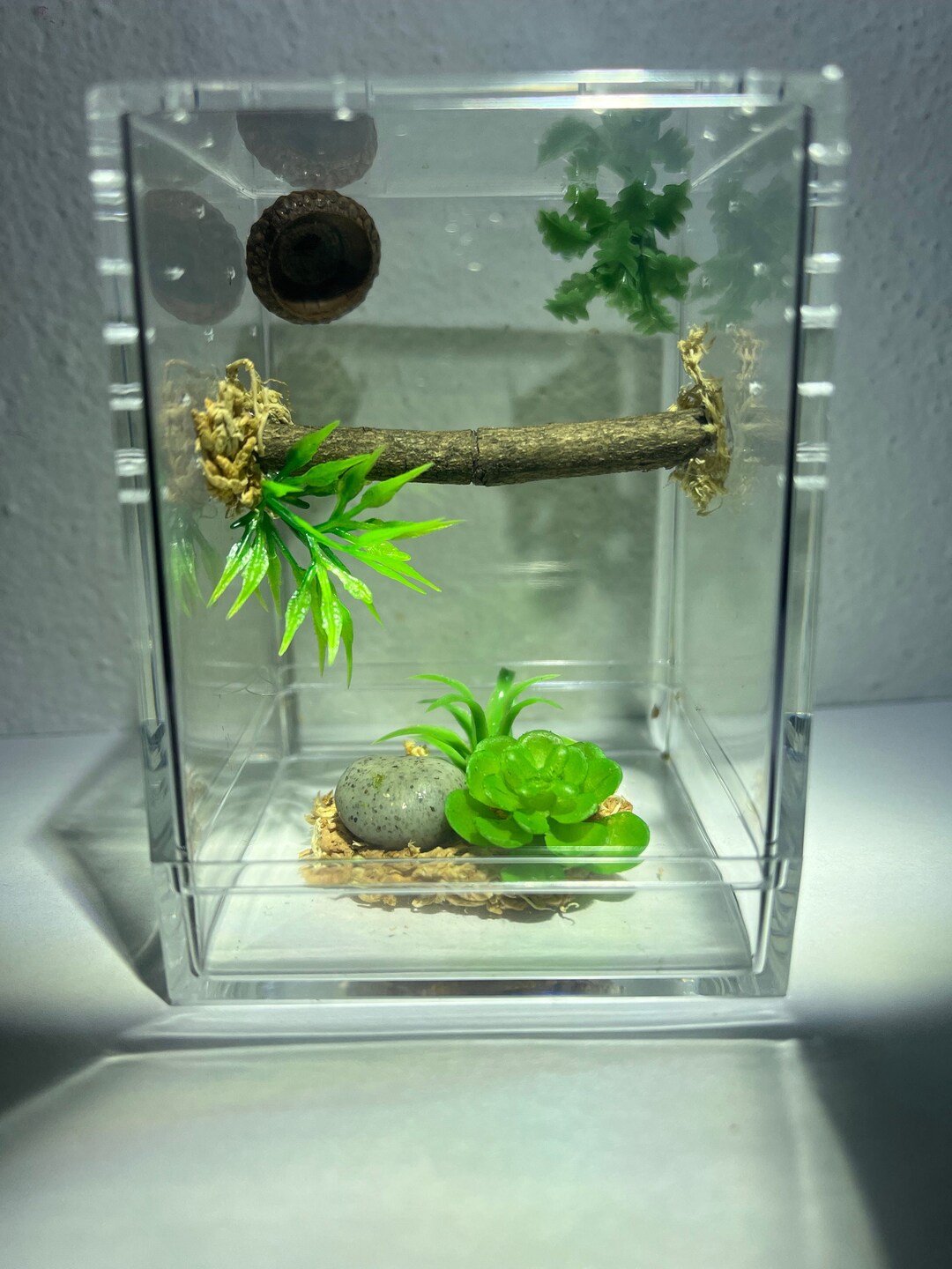 Zen Garden With Perch Jumping Spider Enclosure, Sling Jumping Spider ...