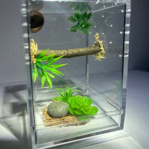 Zen Garden With Perch Jumping Spider Enclosure, Sling Jumping Spider ...