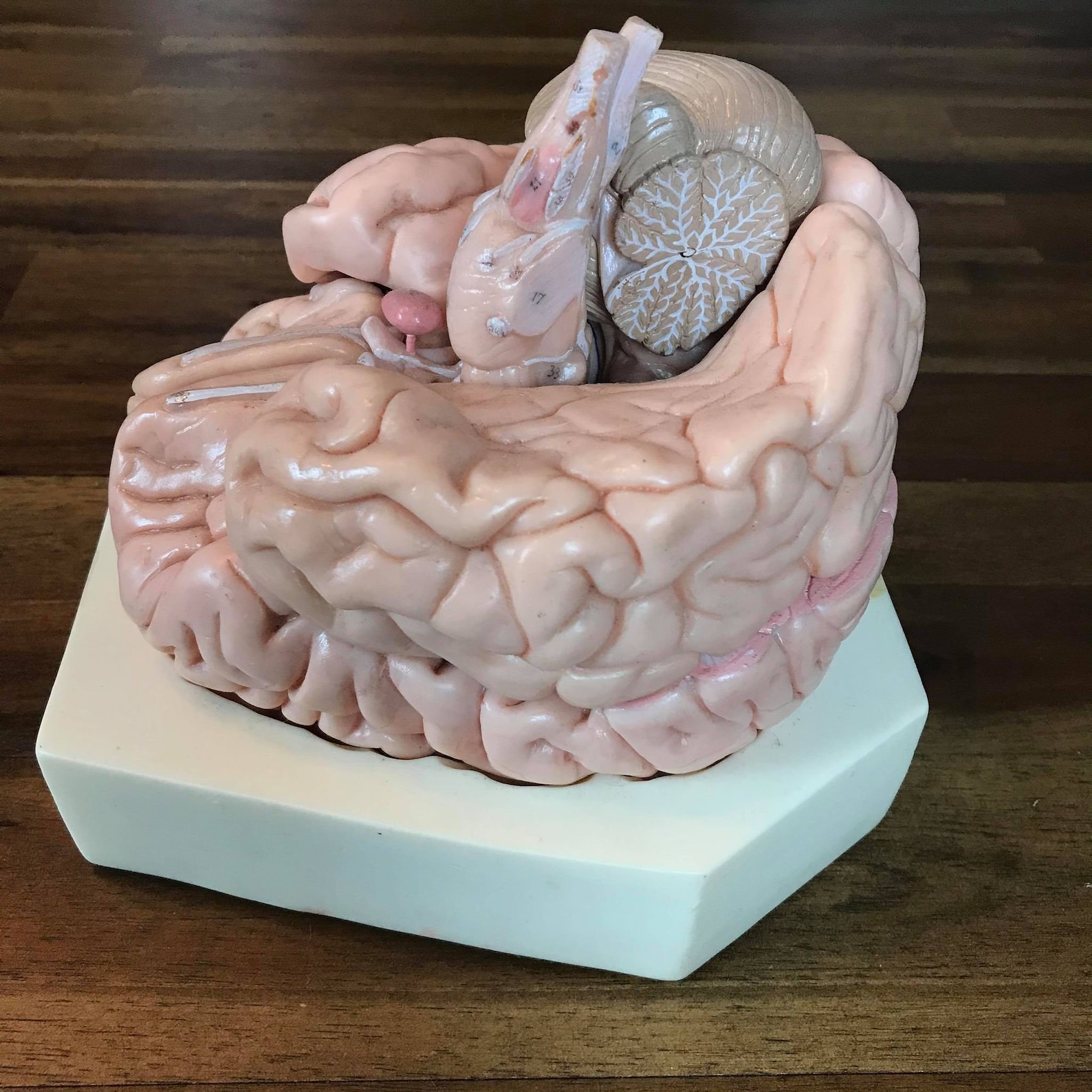 Vintage SOMSO Human Brain Anatomical Model 8 Parts | Etsy