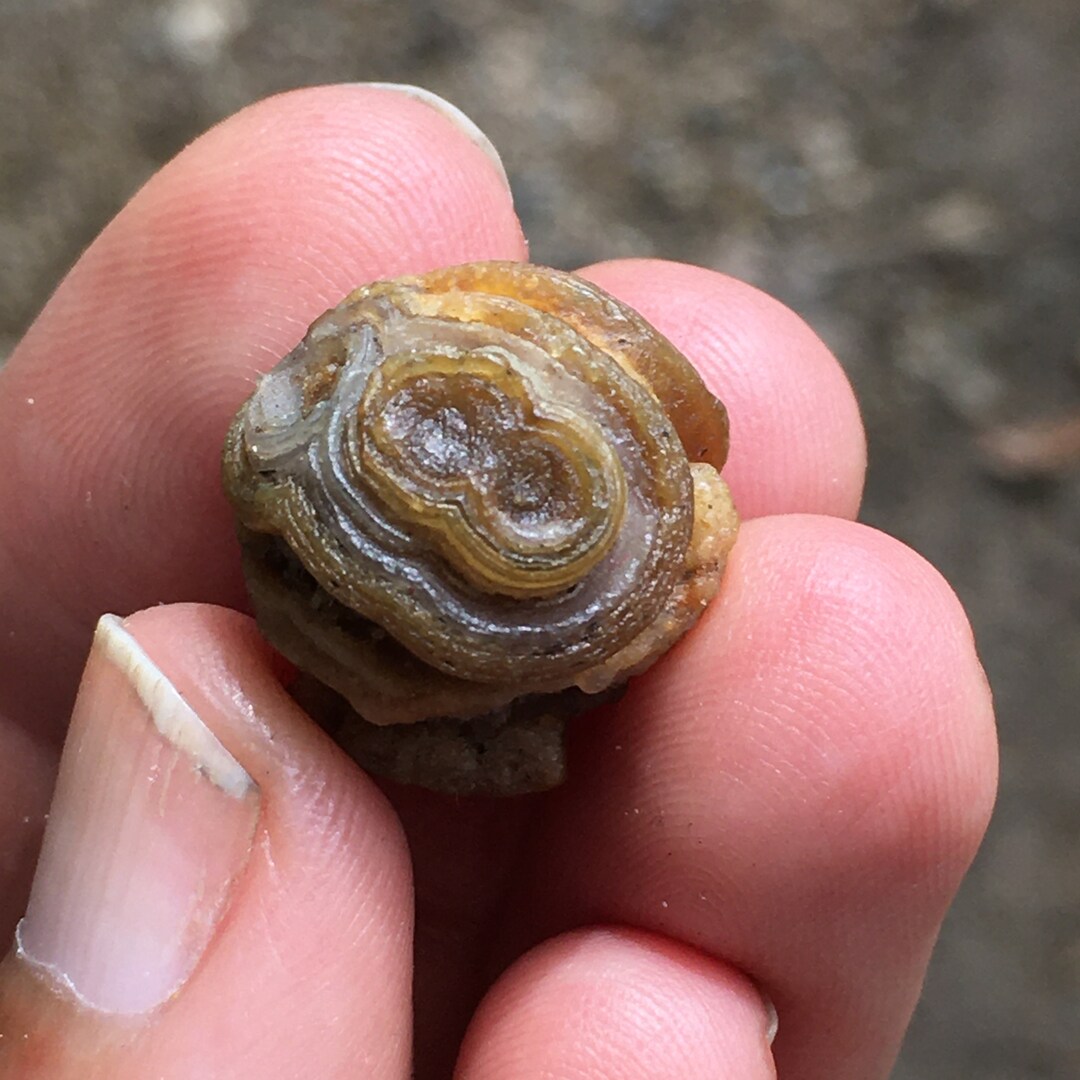 Round 3D Eyes _ Gobi Eye Agate _ Gobi Desert Rough Stone T - Etsy