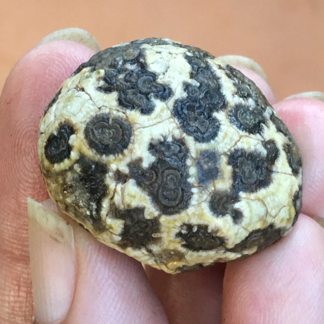 Green Eyes on Milky White White Gobi Agate _ Gobi Eye Agate _ Gobi ...