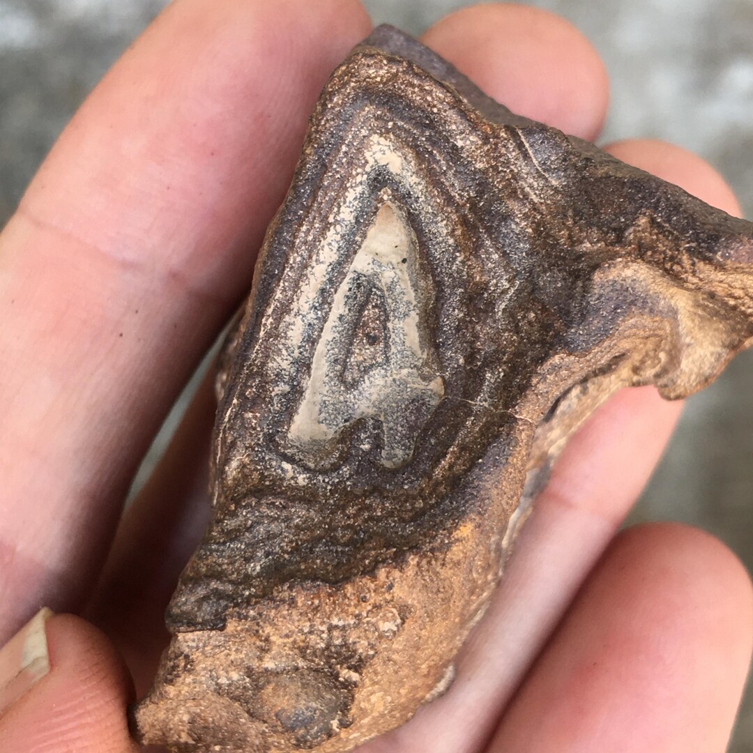 Rare A Shape Pattern _ Gobi Mudstone _ Gobi Desert Rough Stone AE - Etsy