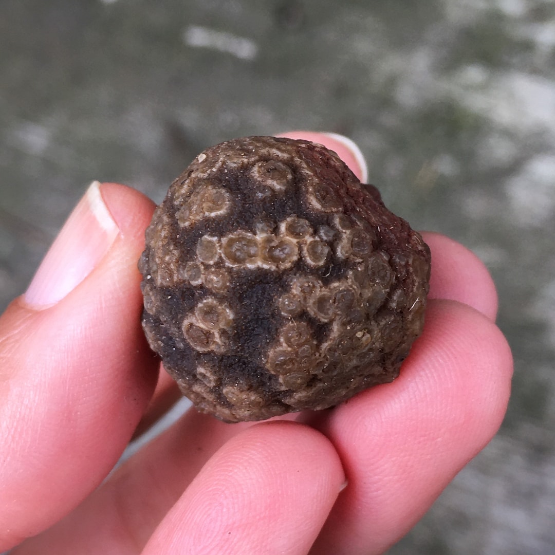 3D Flower Eyes Pattern on Chocolate Color Gobi Agate _ Gobi Eye Agate ...