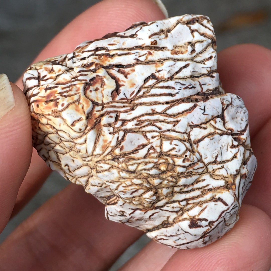Branch Pattern _ White and Brown Mudstone _ Mudstone _ Gobi Agate ...