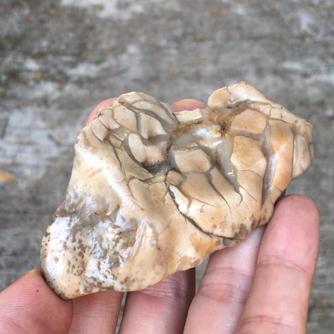 Sand Top Teeth Stone _ Gobi Mudstone _ Gobi Desert Rough Stone AE - Etsy