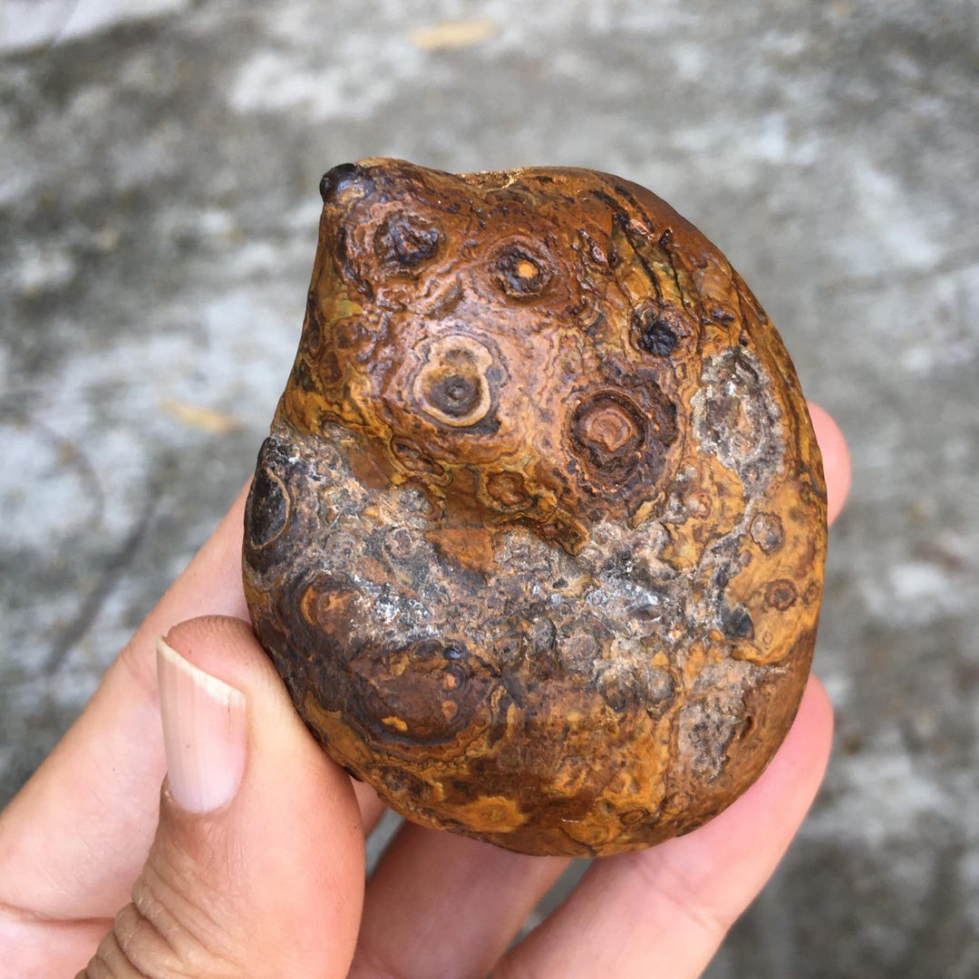 6.2cm Mud Yellow Money Coin Eye Stone _ Gobi Agate _ Gobi Eye Agate ...