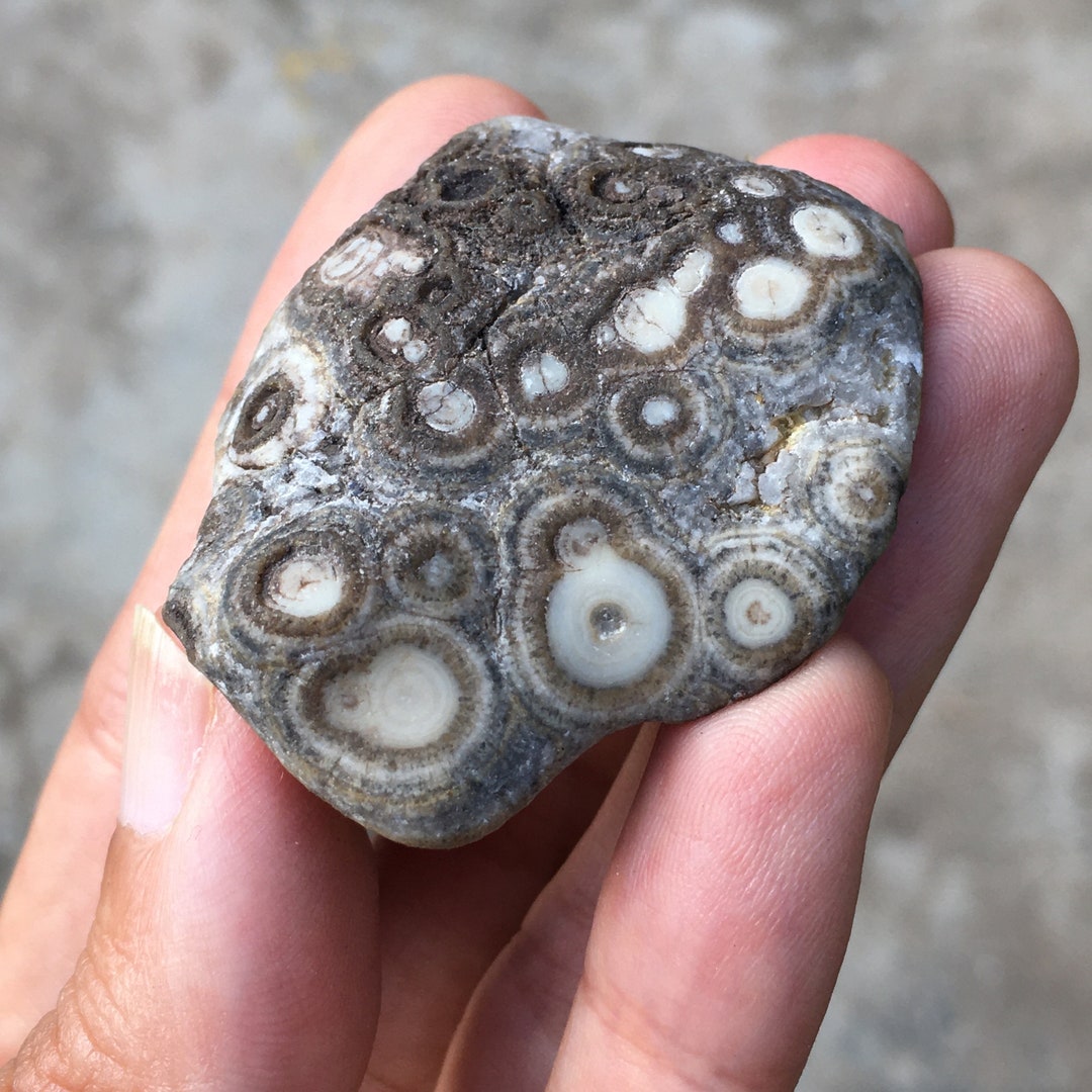 Brown Eyes on Grey Stone _ Gobi Eye Stone _ Gobi Desert Rough Stone T ...