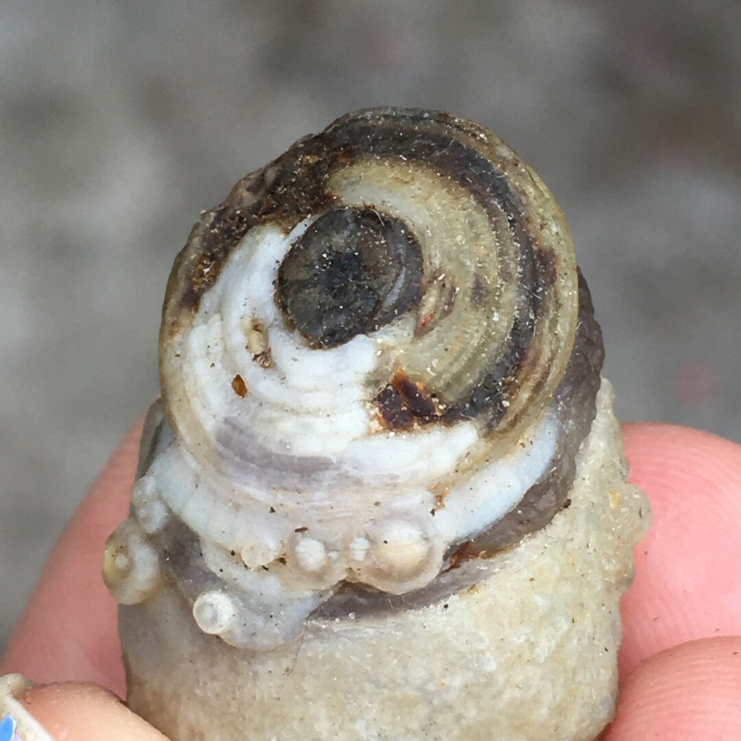 Funny Crying Single Eye Monster _ Eye Agate _ Gobi Eye Agate _ Roe ...