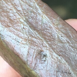 Funny Mud Red Coffee Brown Mudstone With Vein Texture _ Gobi Mudstone ...