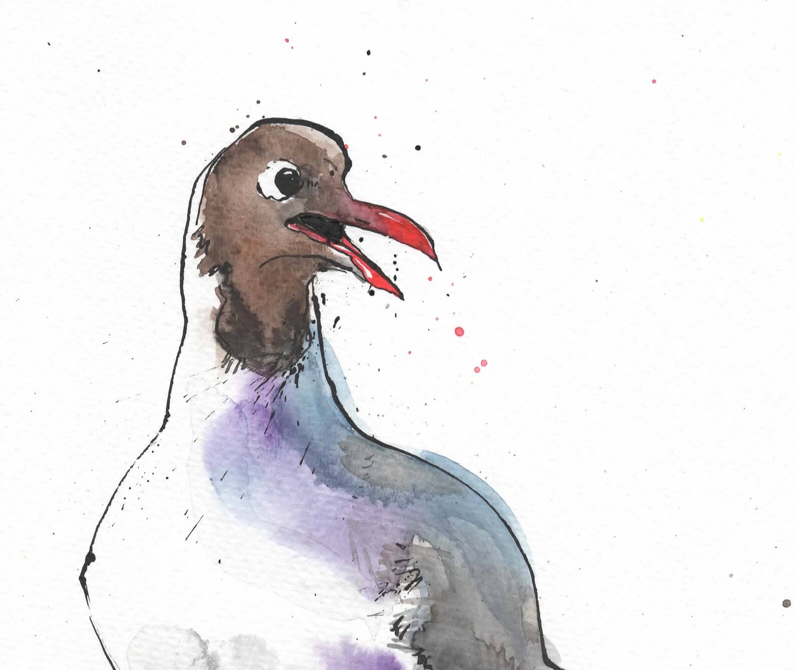 Black Headed Gull - Original Pen & Ink Drawing, Watercolour Painting ...