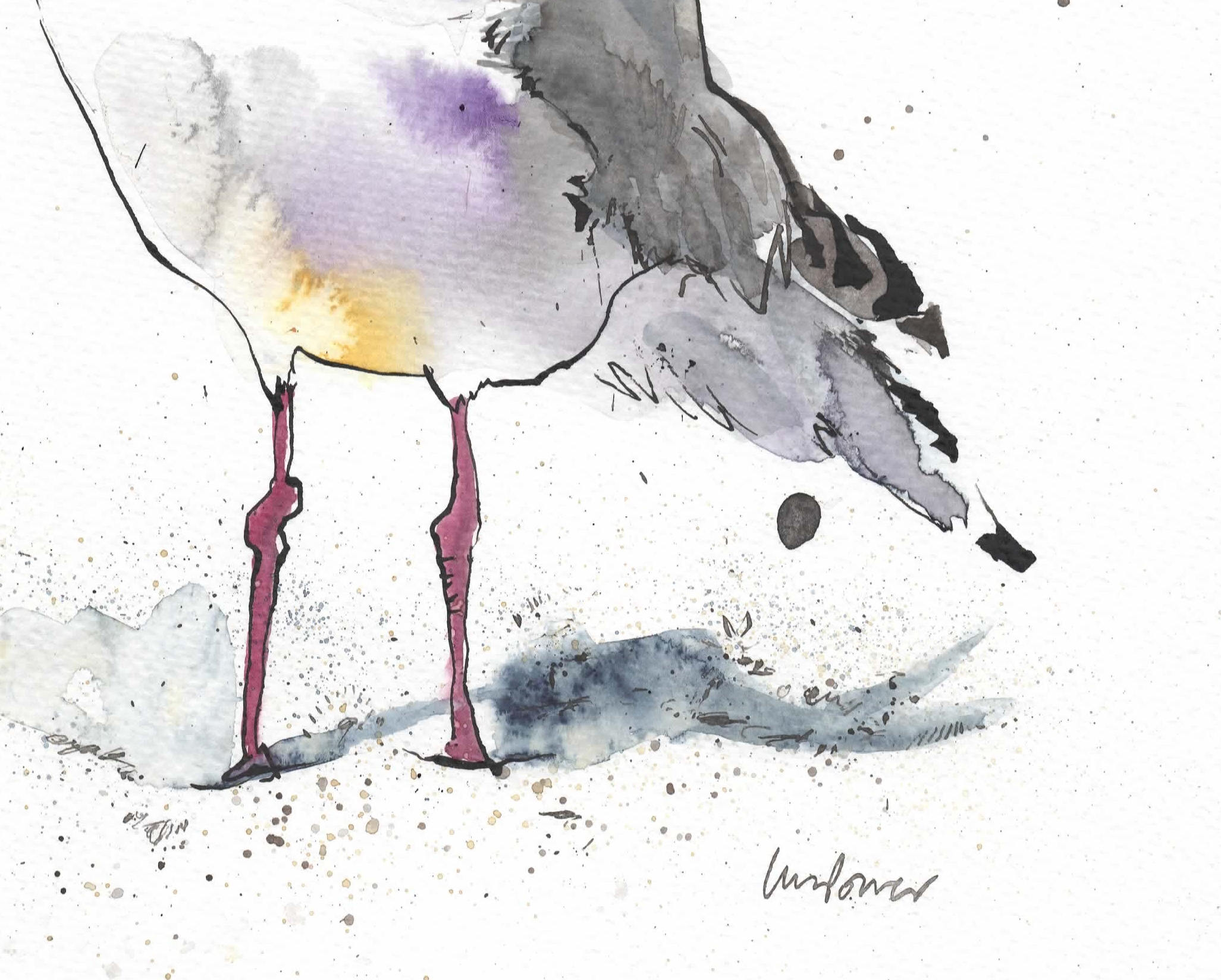 Black Headed Gull - Original Pen & Ink Drawing, Watercolour Painting ...