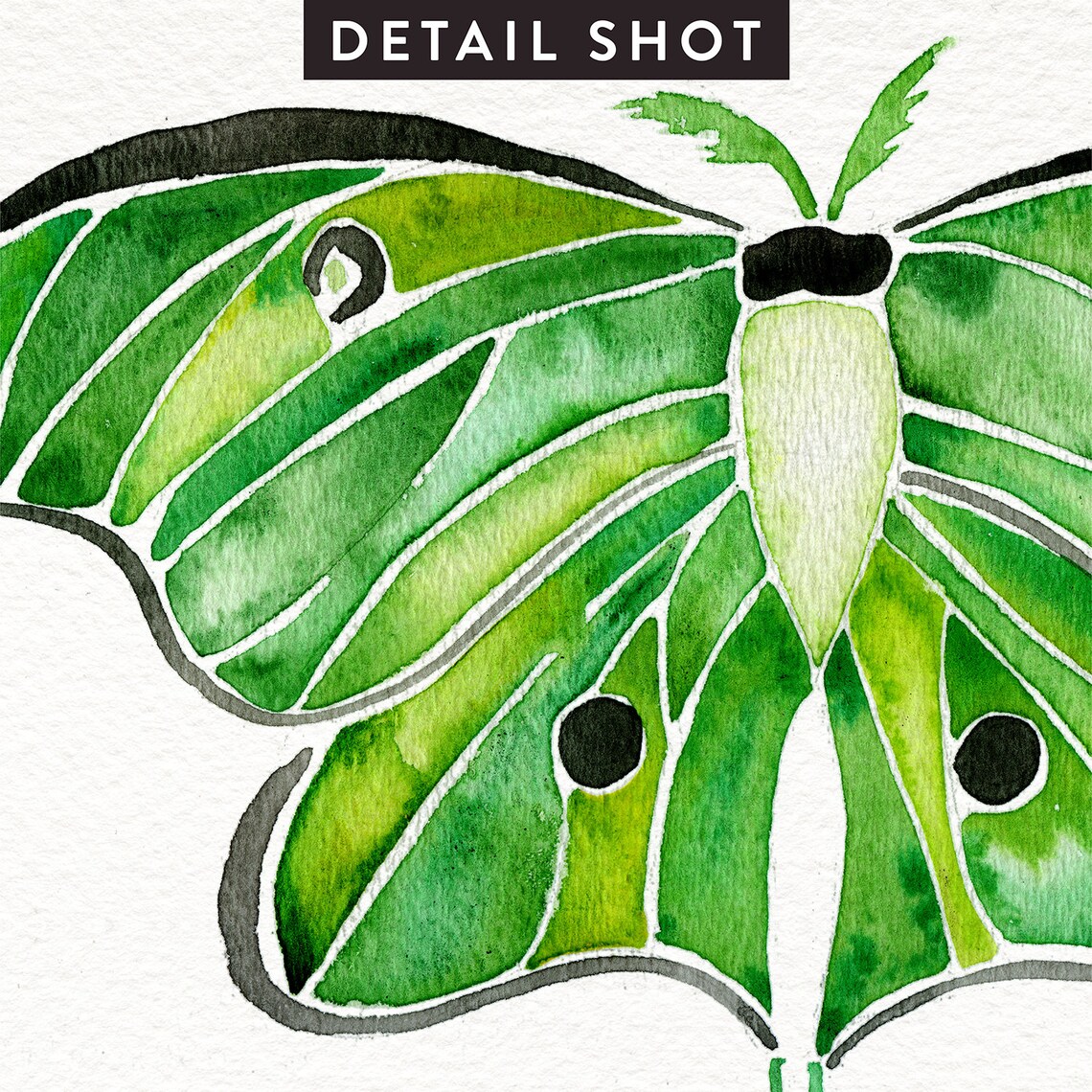Luna Moth – Watercolor Painting Art Print by Catcoq. Museum-quality on ...