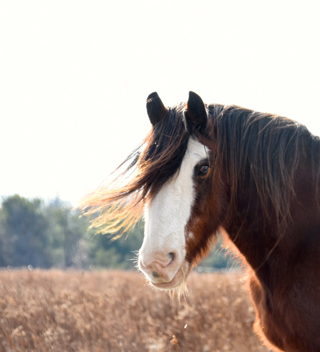 Horse With Wild Mane - Etsy