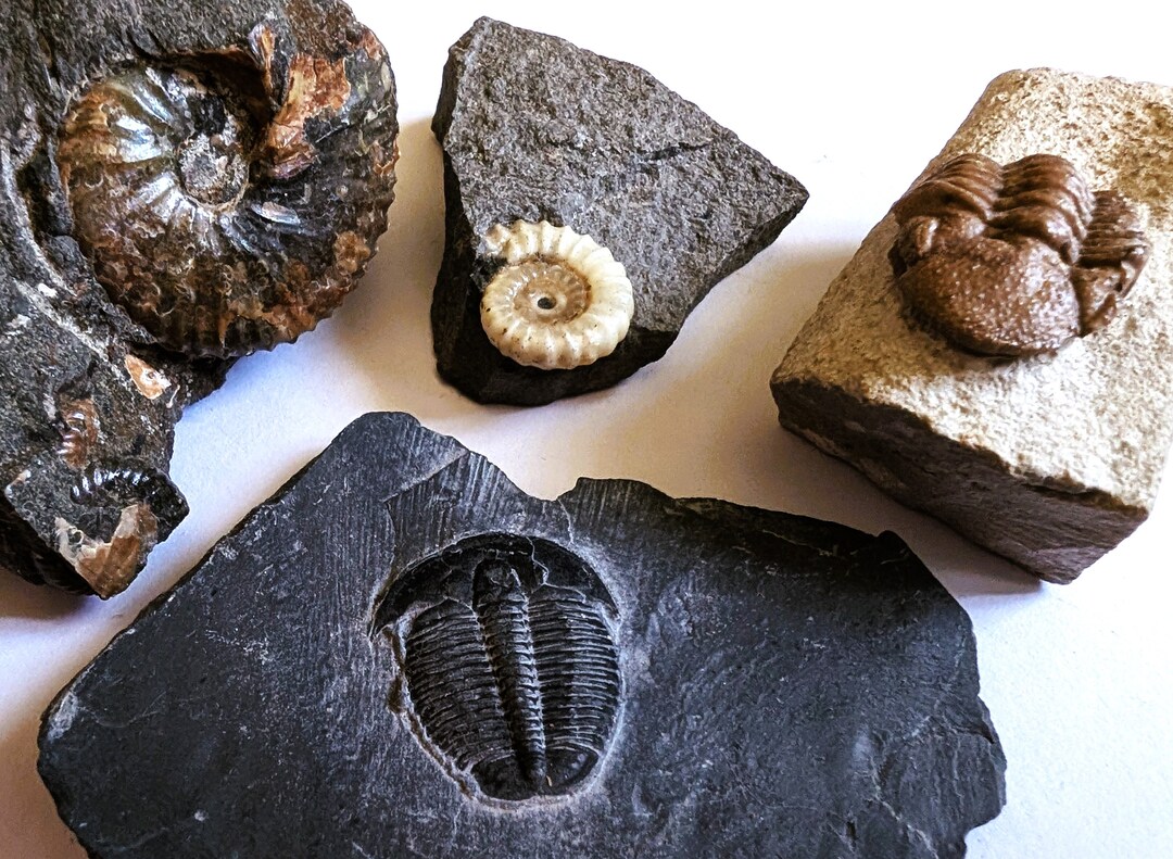Four Ancient Sea Fossils. 2 Ammonites and 2 Trilobites. 450 Million ...