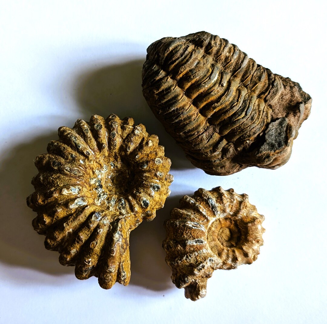Two Ammonite & One Trilobite Unpolished Fossils. Morocco. 460 Million ...