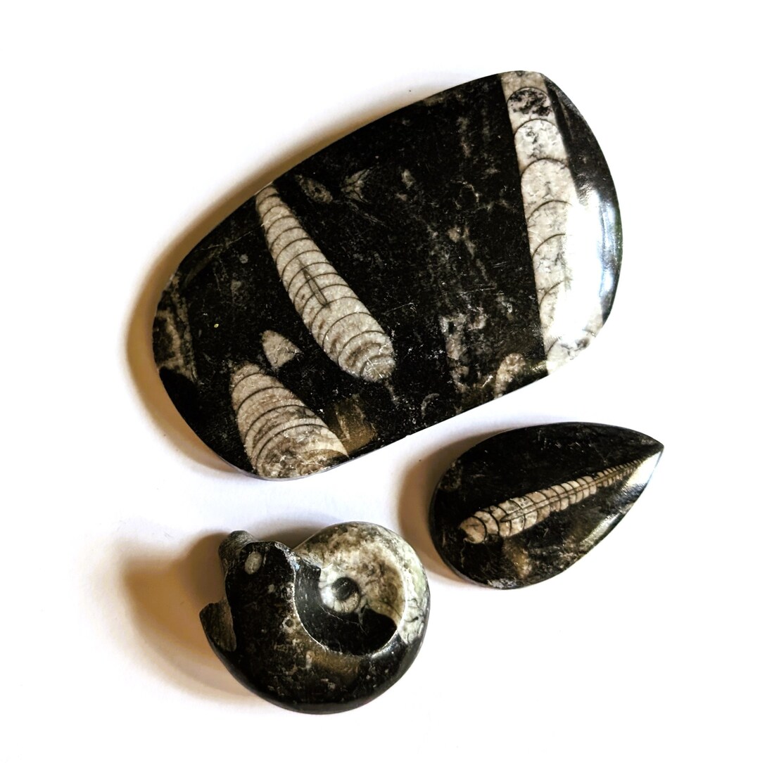 Endoceras Period Squid or Cephalopods Fossils. Over 400 Million Years ...