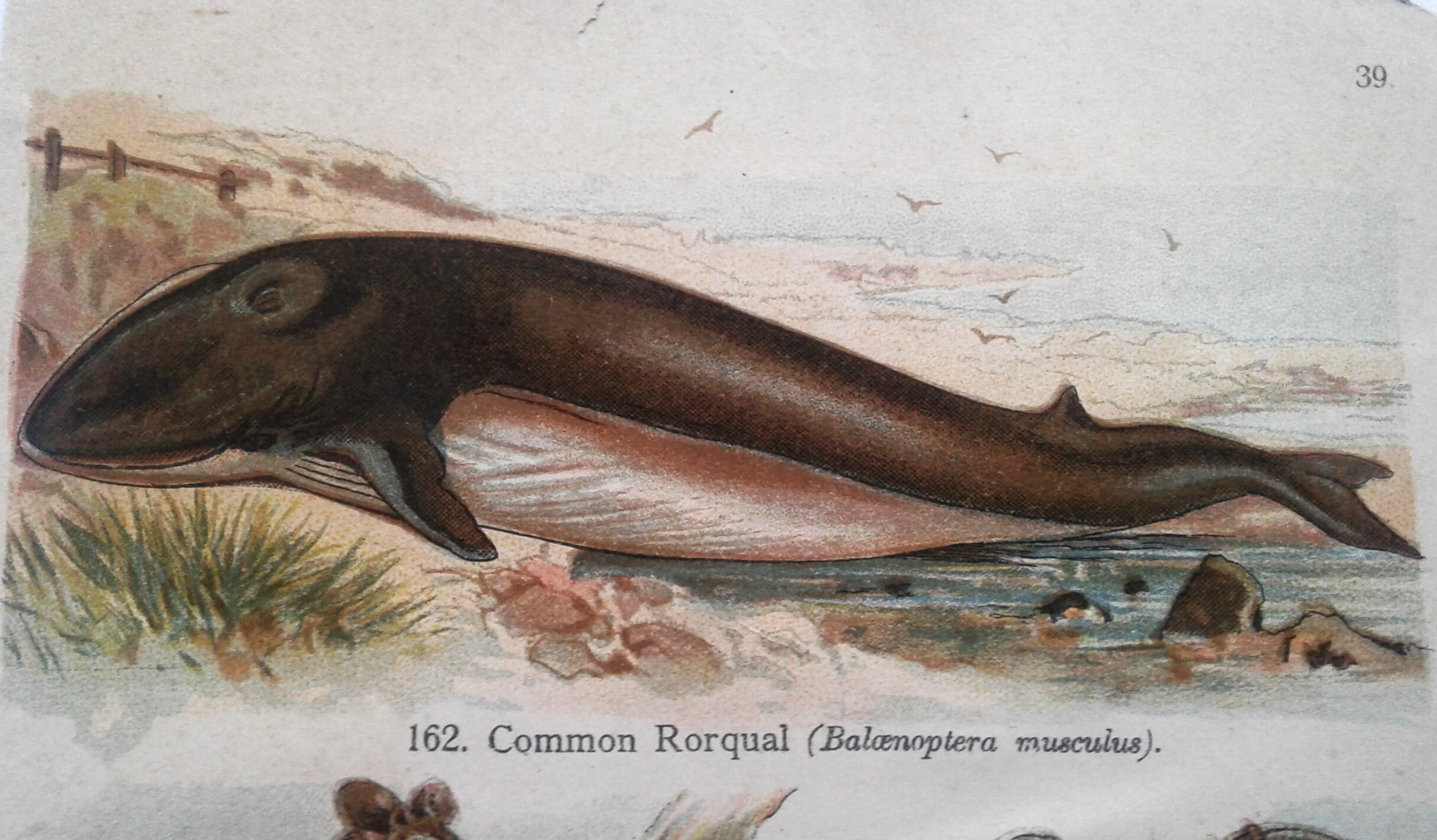 Vintage Animal Natural History Bookplate. Late 1800's. Whale/opossum ...
